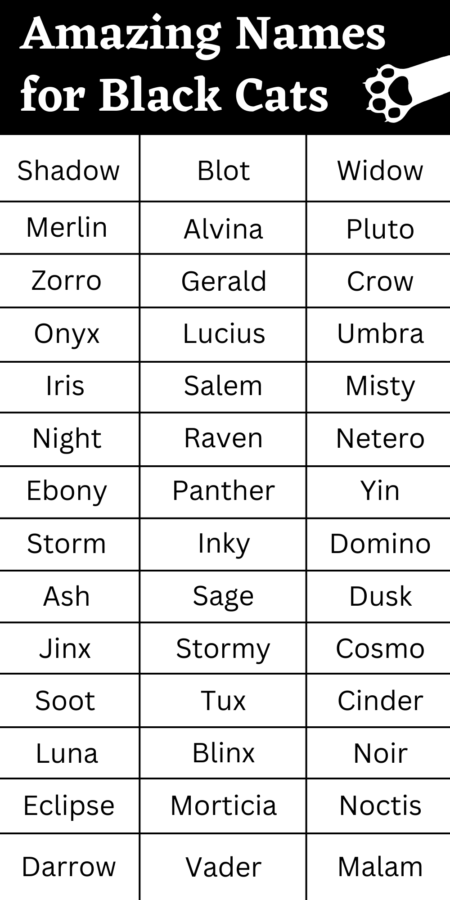 Black Female Cat Names With Meaning