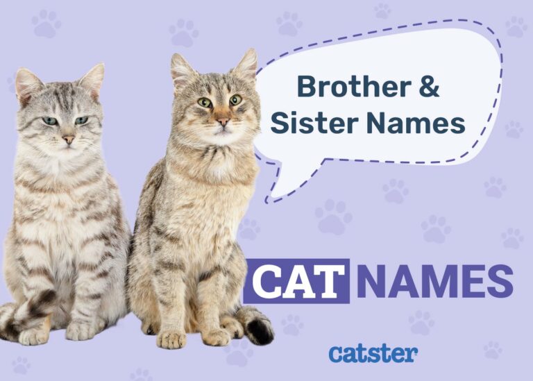 Brother And Sister Cat Names That Go Together