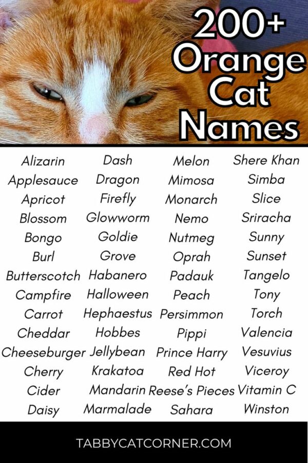 Cat Names for Ginger Cats Male