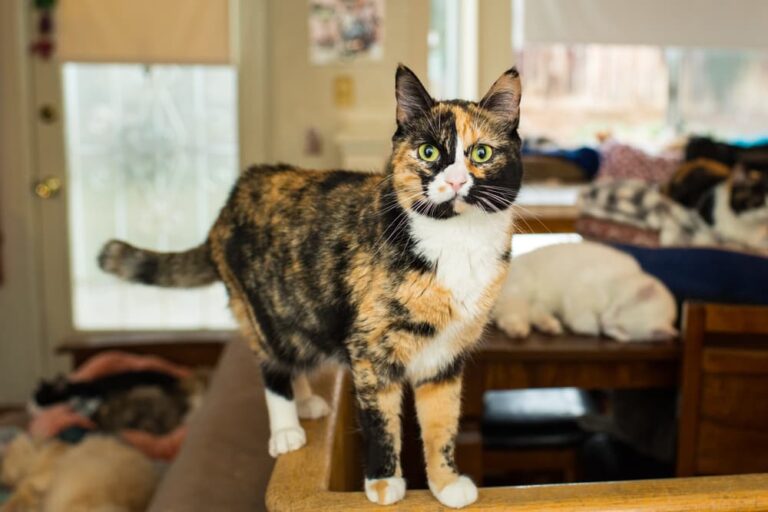 Cat Names For Multi Colored Cat