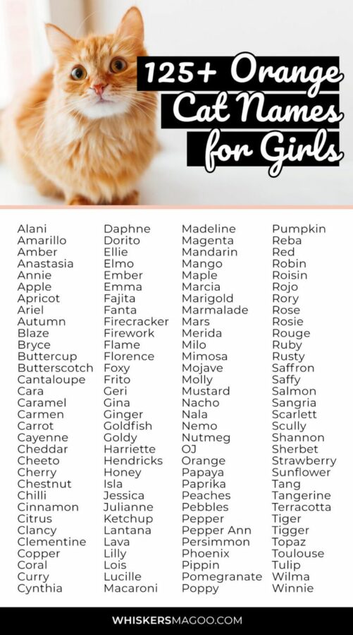 Warrior Cat Names for Orange Cats