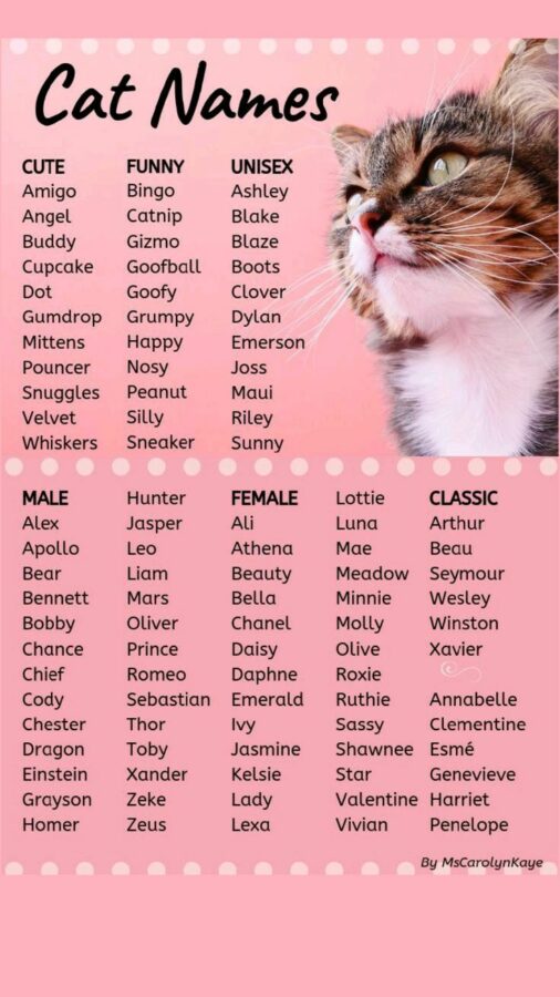 Cat Names Male And Female Pairs