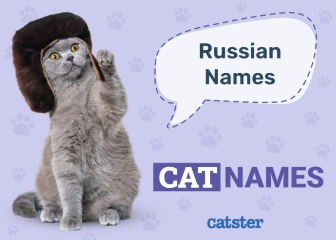 Cute Russian Cat Names for Males