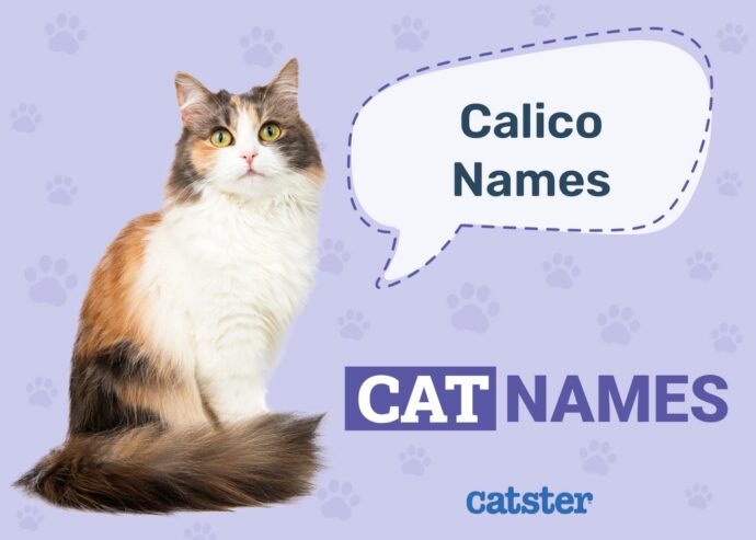 Female Calico Cat Names With Meaning