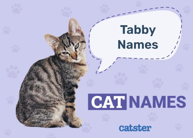 unusual tabby cat names with meaning