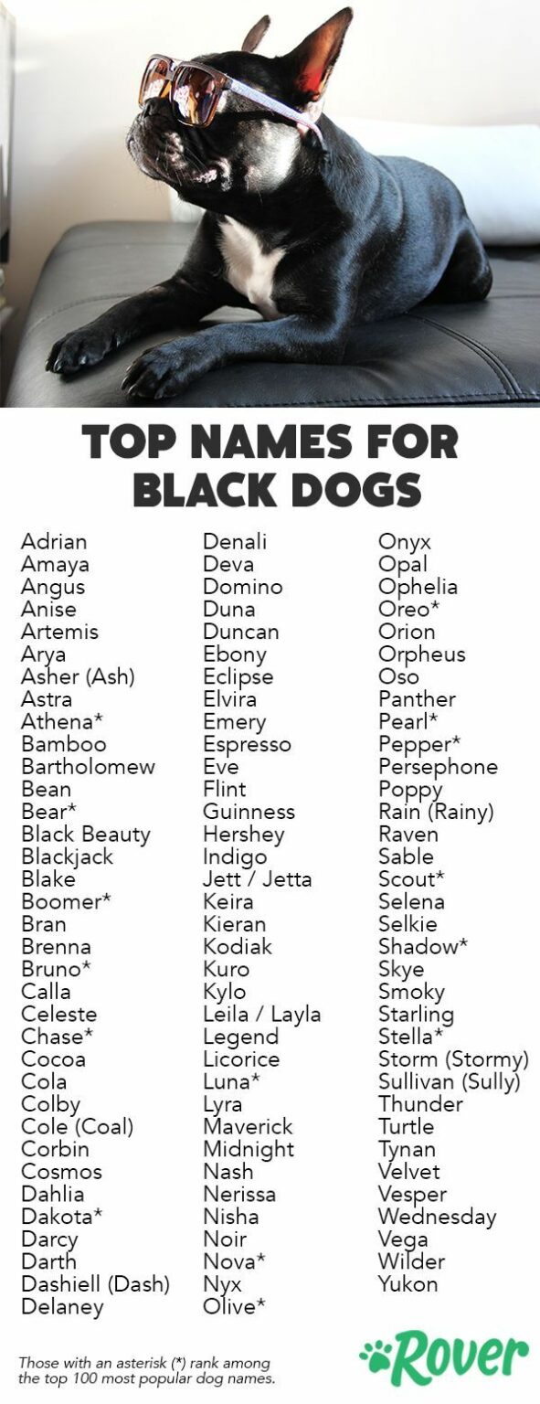 Dog Names For Black Dogs Female