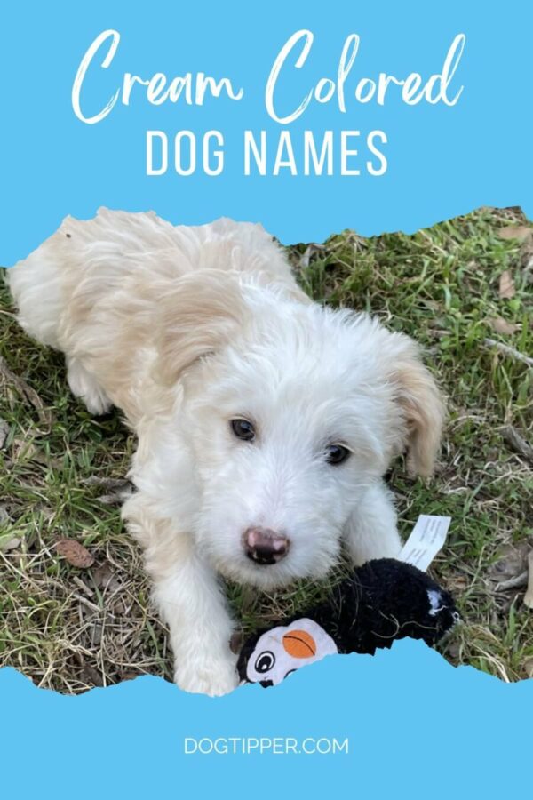Dog Names for Cream Colored Dogs