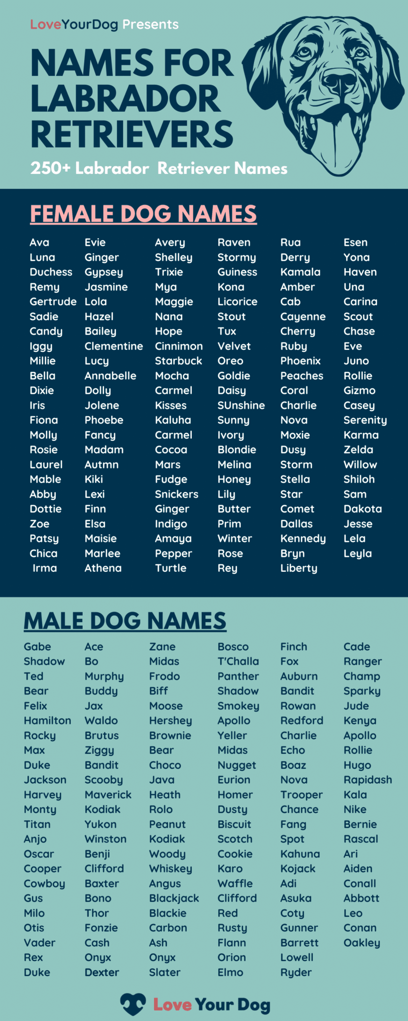 Female Dog Names For Labrador Retrievers