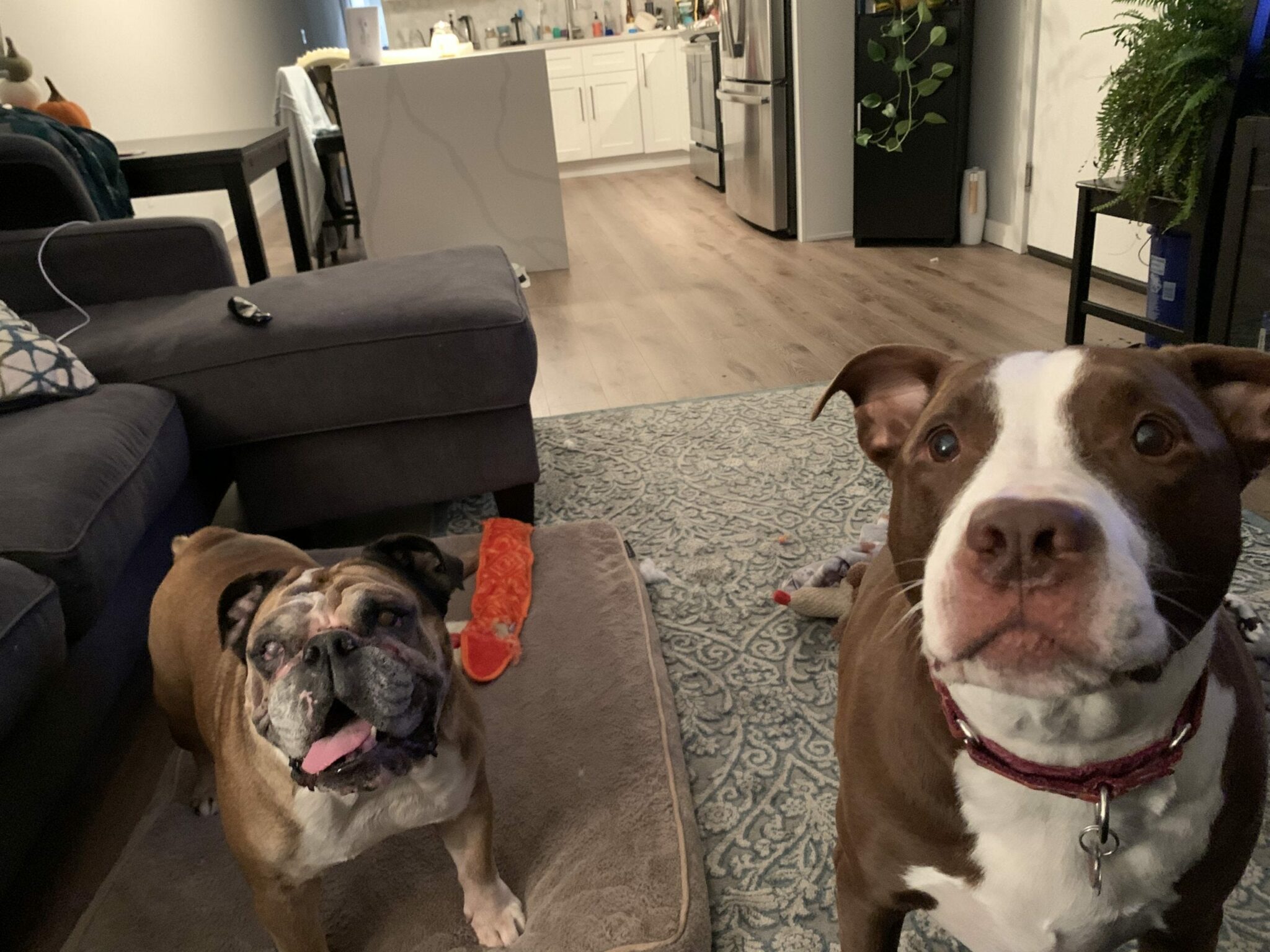 New York Yankees Dog Names