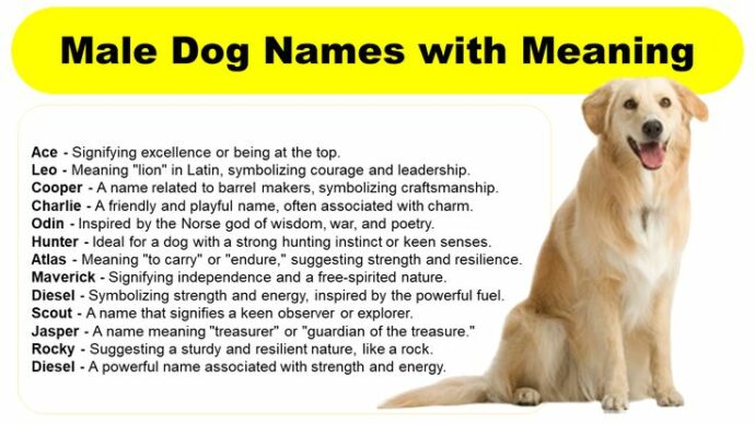 Powerful Dog Names Male with Meaning
