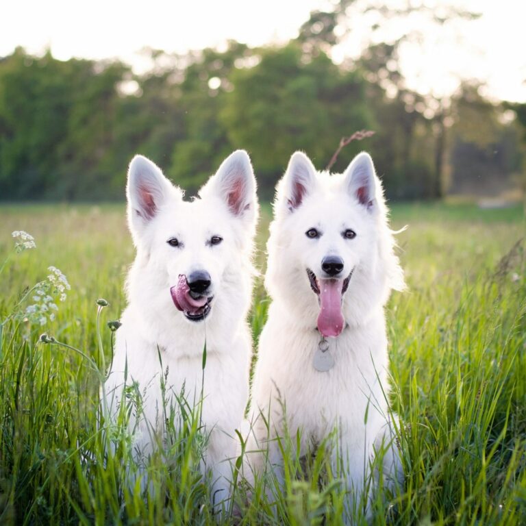 Small White Fluffy Dog Names